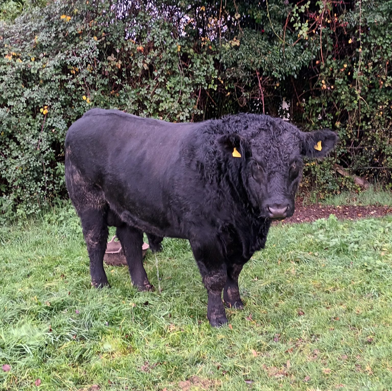 Aberdeen Angus Bull For Sale | Farm Machinery Buyer